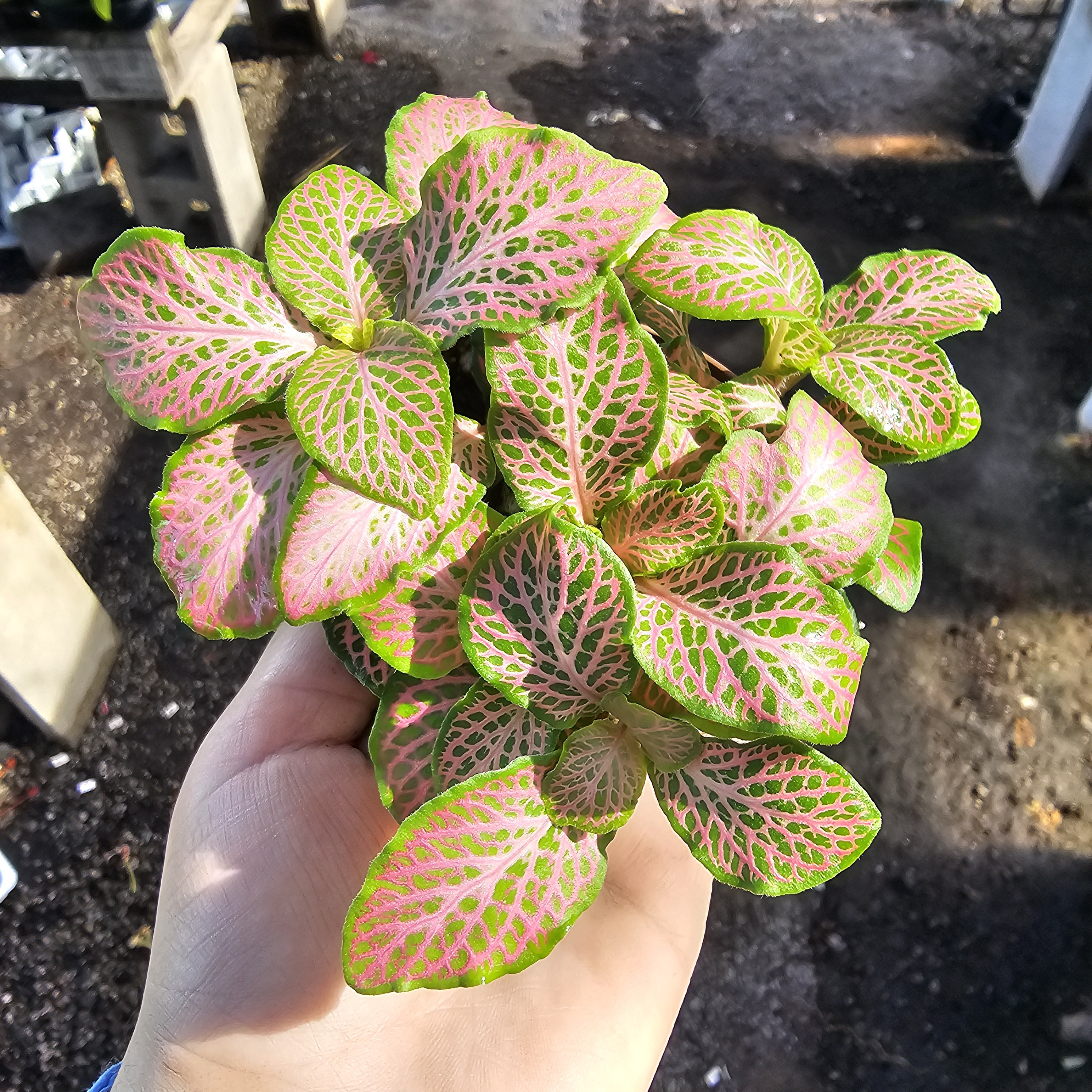 Fittonia Verschaffeltii | Fittonia Ruby Lime | 2in Pot - Etsy