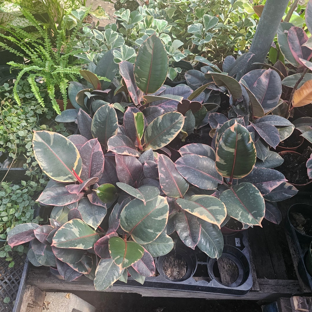 Ficus Ruby Ficus Elastica Ruby Rubber Plant Bundle of 3 - Etsy