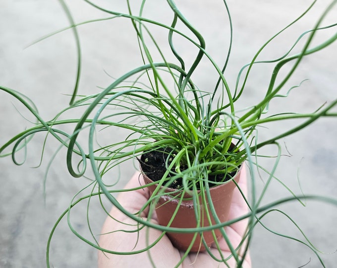 Juncus Filiformis Spiralis (corkscrew Rush) 40 Ornamental Grass Seeds ...