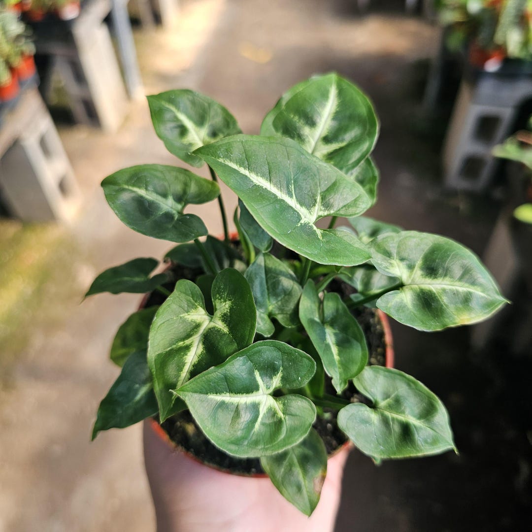 Syngonium Pixie | Arrowhead Plant | 4in Pot - Etsy