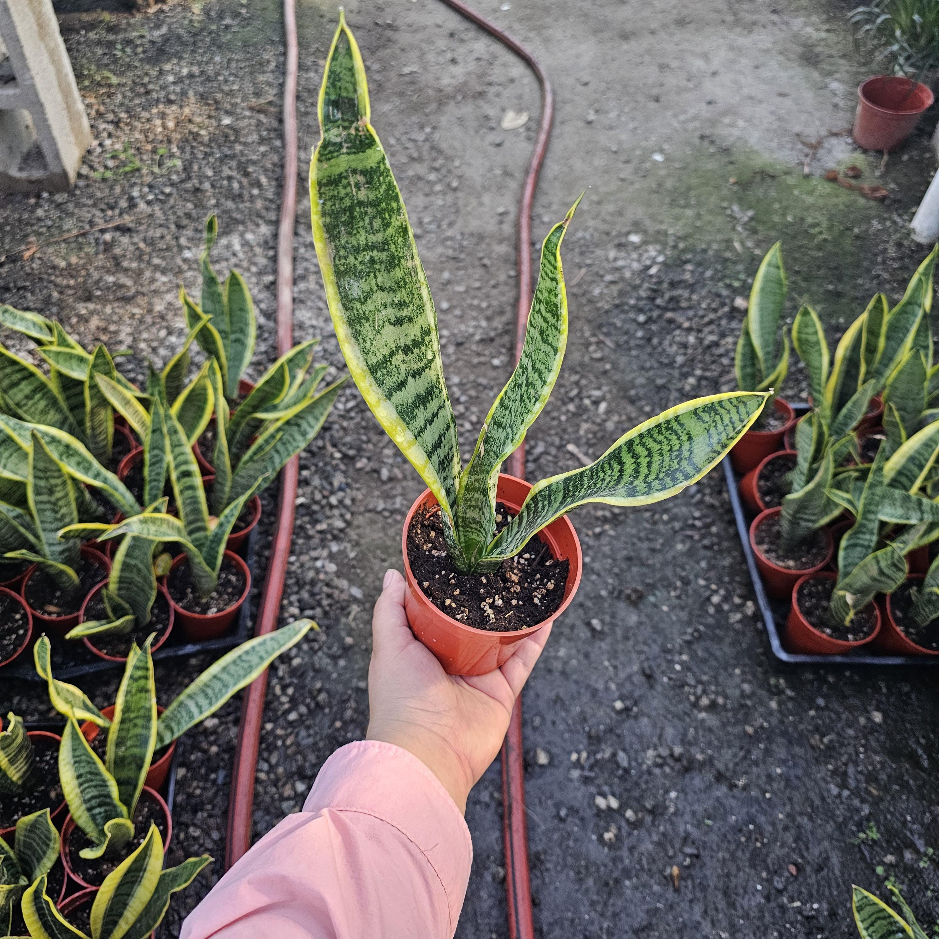 Snake Plant | Sansevieria Yellow Snake Plant | Air Purifying Plant 4in ...