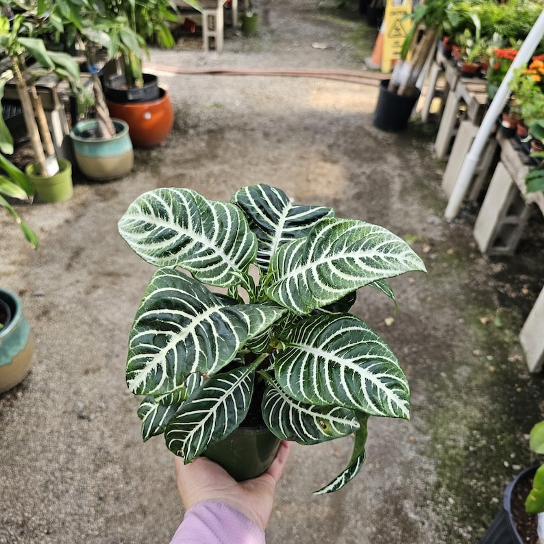 Aphelandra Zebra Plant Flowering Plant | 4in Pot - Etsy