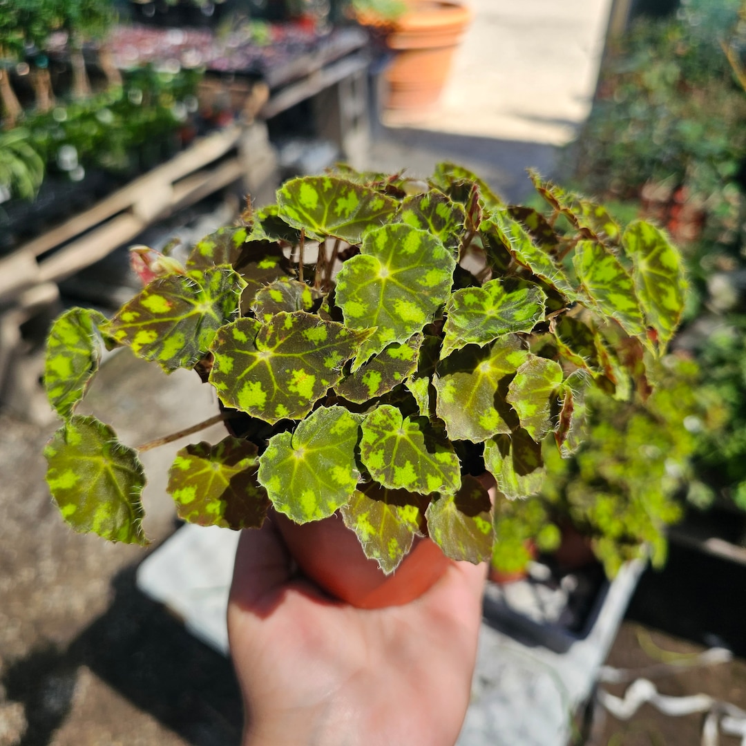 Begonia Tiger Paws | Rare Begonia | 4in Pot - Etsy