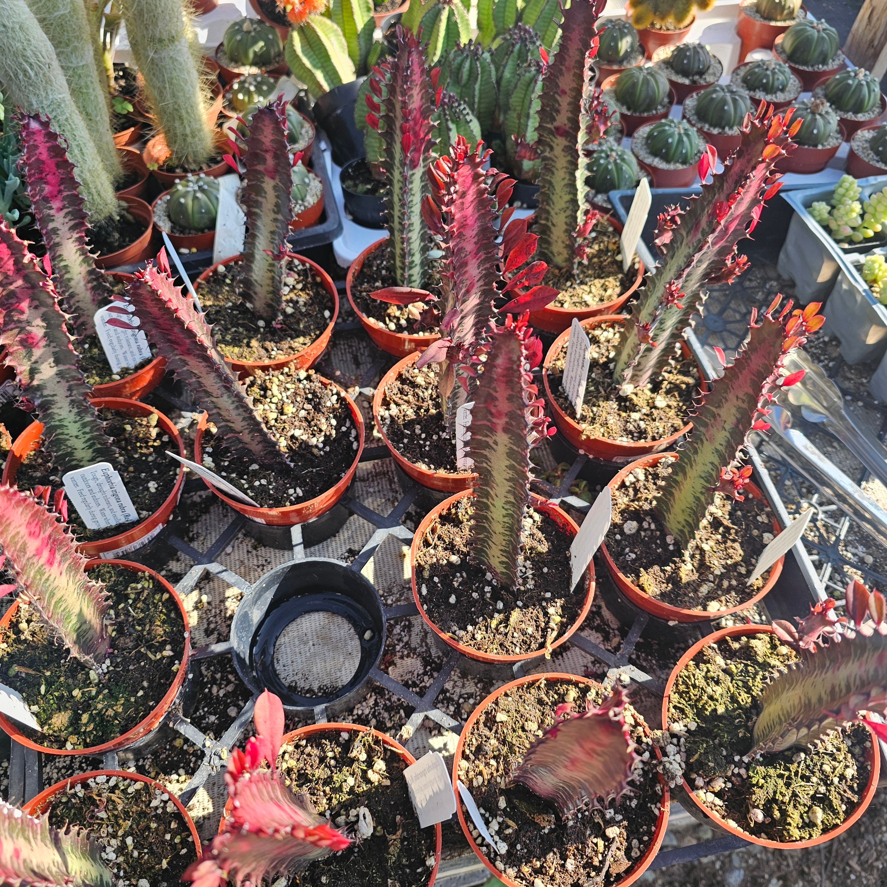 Euphorbia Trigona Rubra | Red Trigona | Green Lucky Plant | Green ...