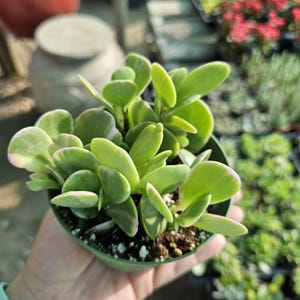 Trailing Jade| Weeping Jade | Trailing Succulent | Trailing Sedum | 2in ...