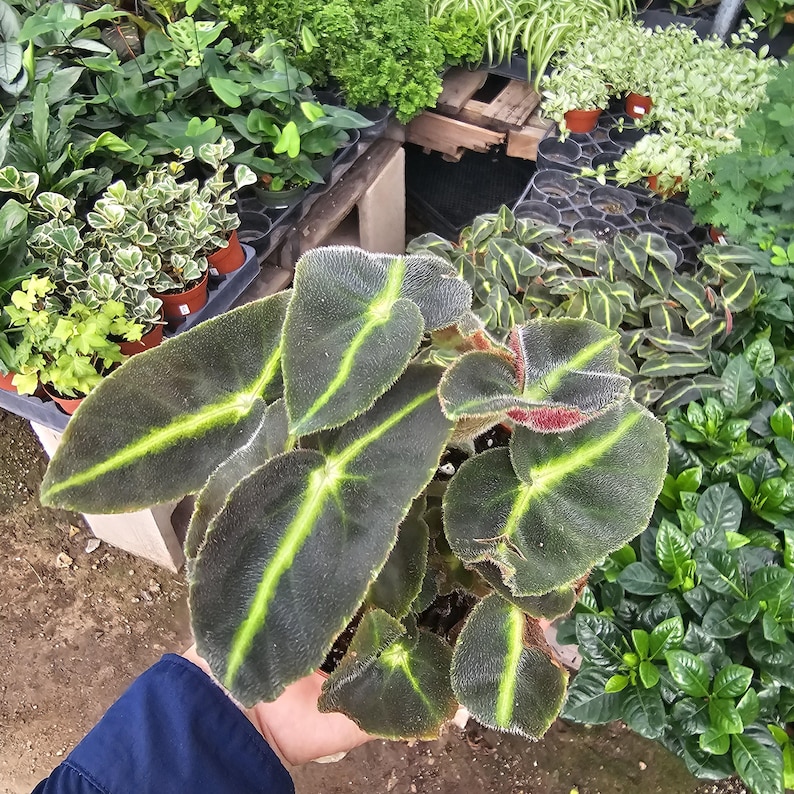 Striped Begonia | Begonia Listada | Rare Begonia | 4in Pot - Etsy