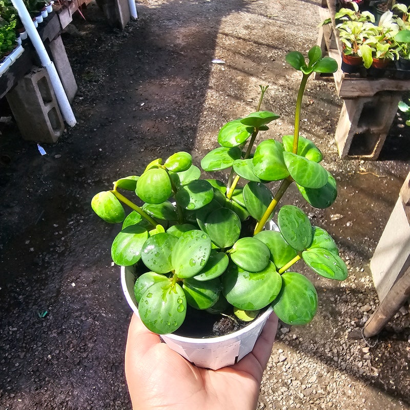 Peperomia Hope Plant - Etsy