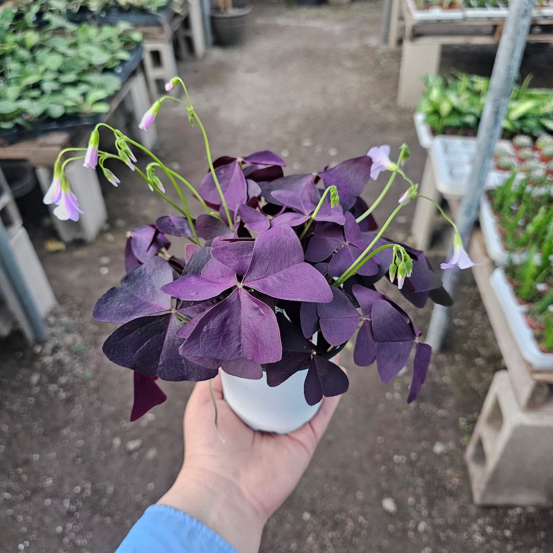 Oxalis Triangularis Plants | Purple Shamrock Plant | Triangularis ...