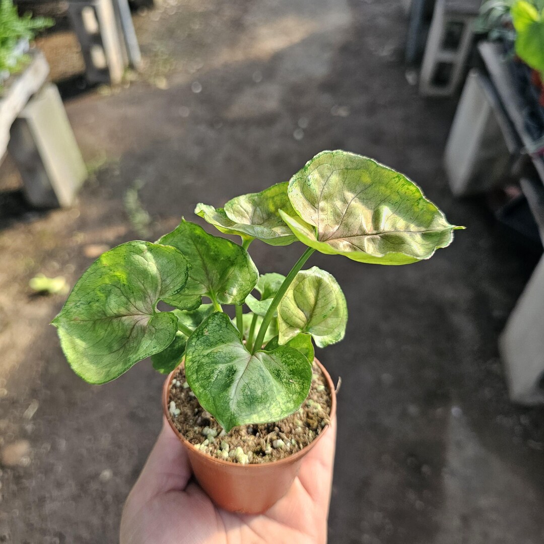 Syngonium Mango Allusion | Arrowhead Vine | 2in Pot | Easy Care ...