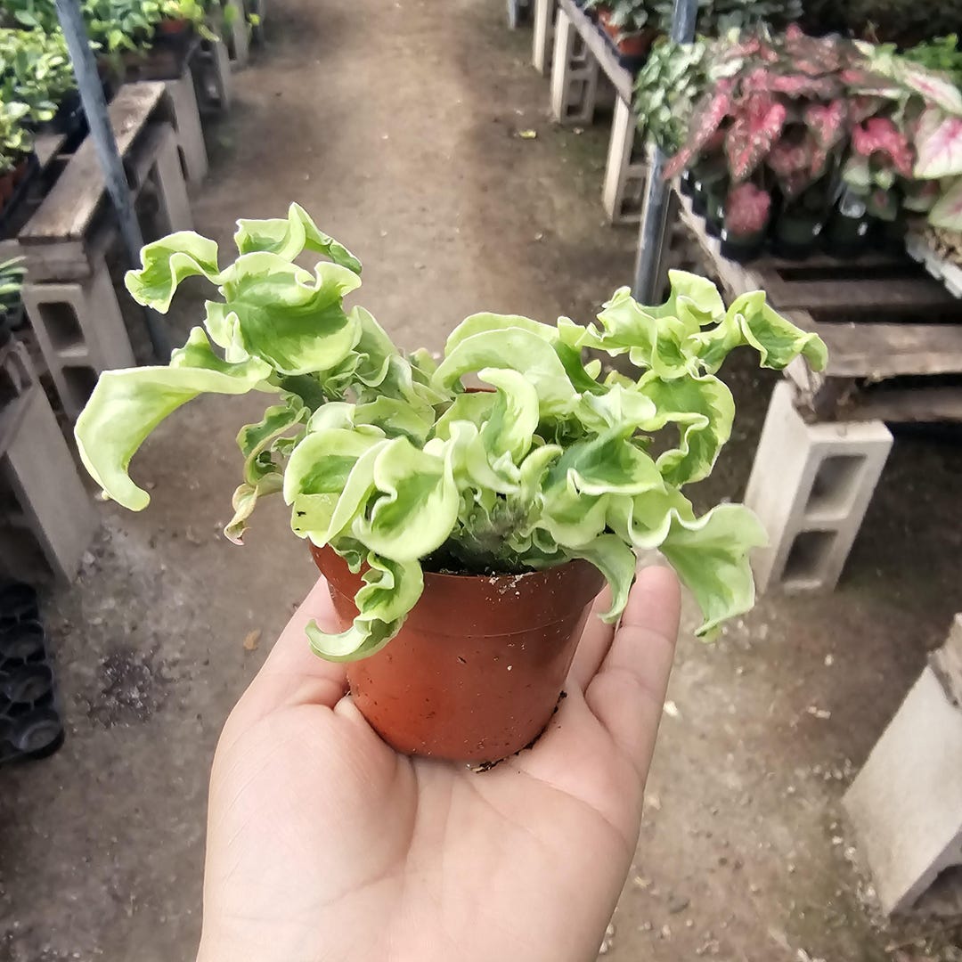 Pedilanthus Curly Devil's Backbone | Devil's Backbone Variegated ...
