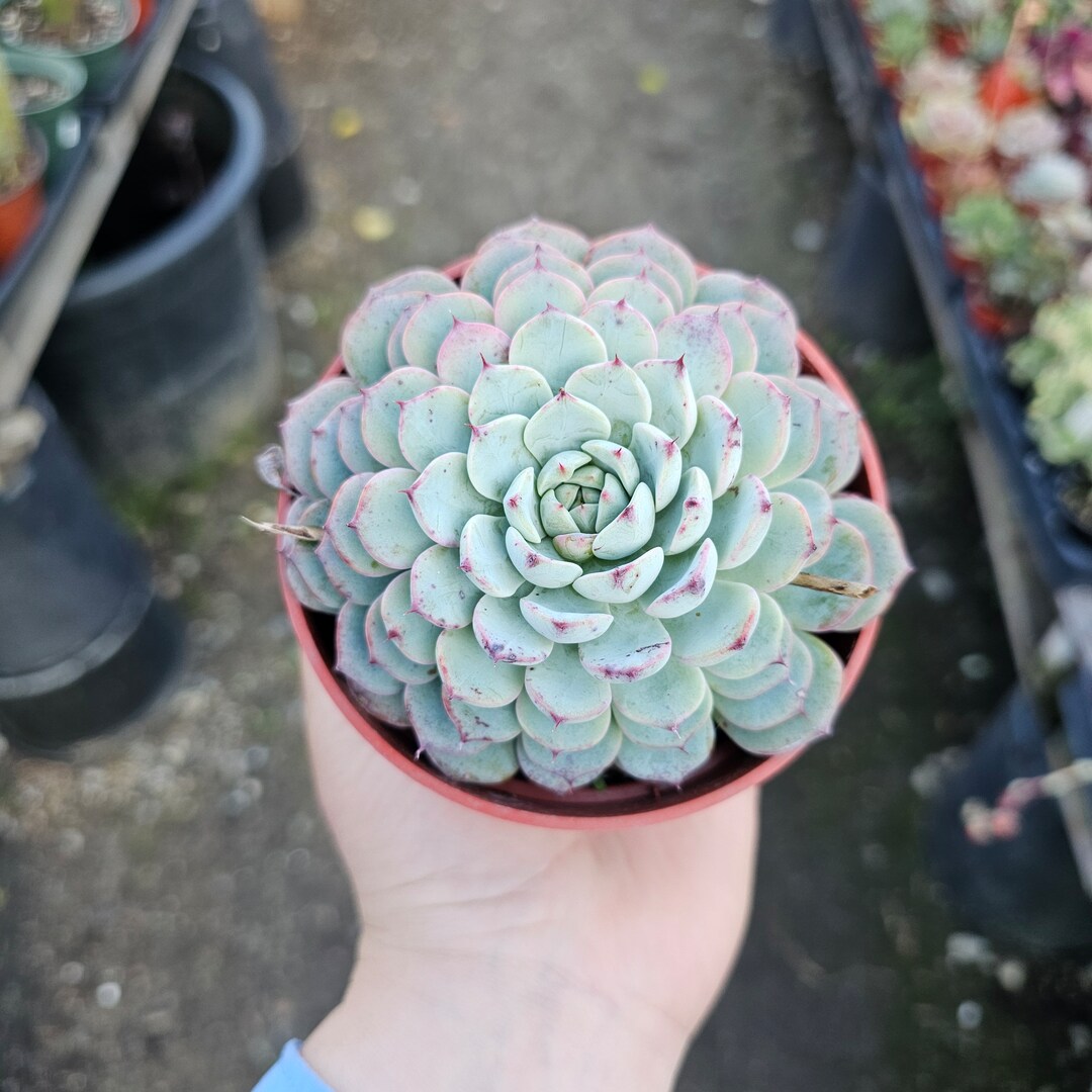 Echeveria Minima 2in and 4in Pot - Etsy
