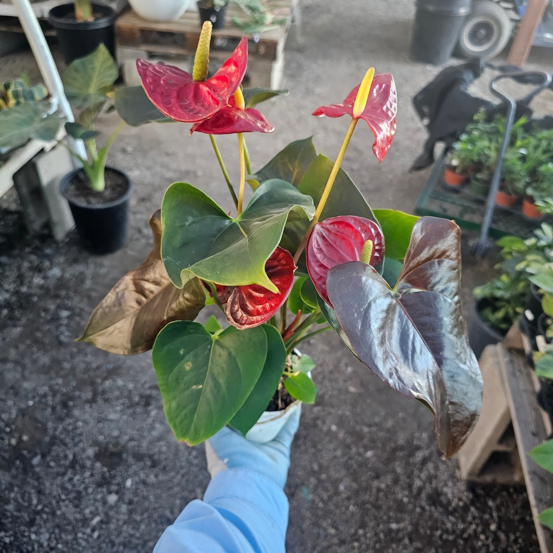 Anthurium 'coral Champion' Red | 4in Pot| Flowering House Plant ...