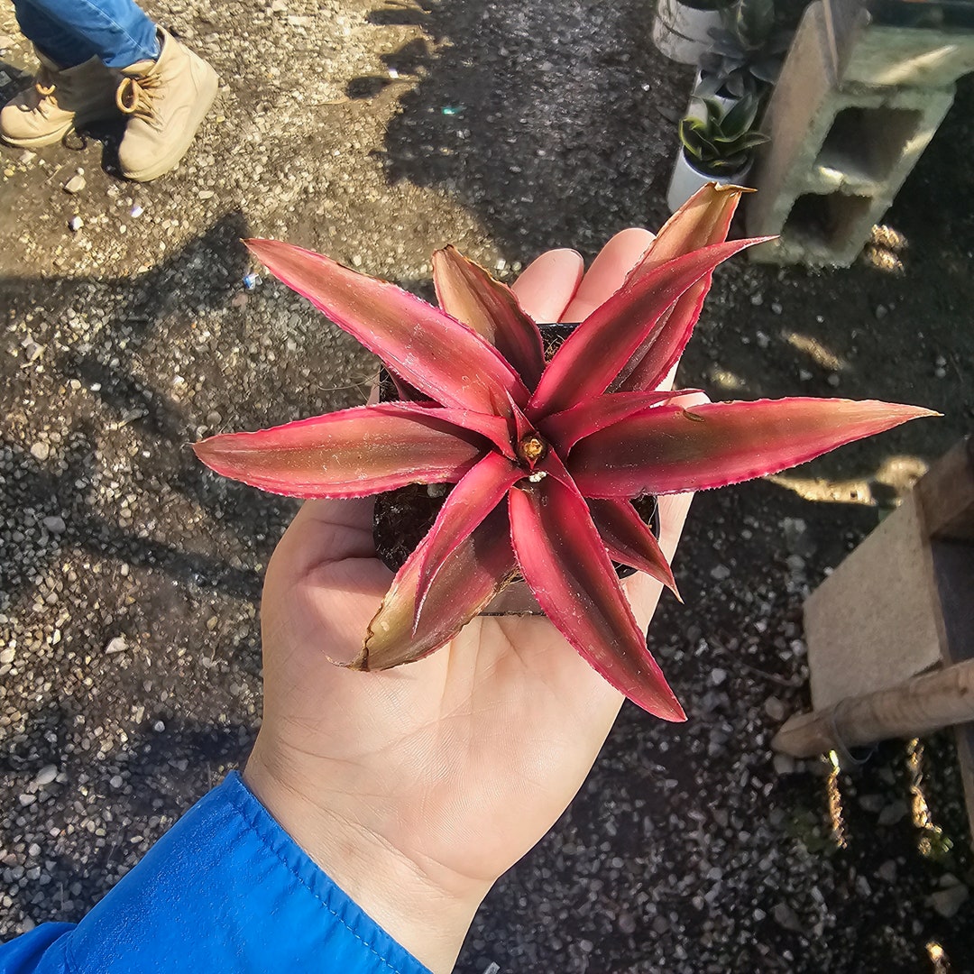 Cryptanthus Pink Starlight Cryptanthus Ruby Red Earth Star Bromeliad 2 ...