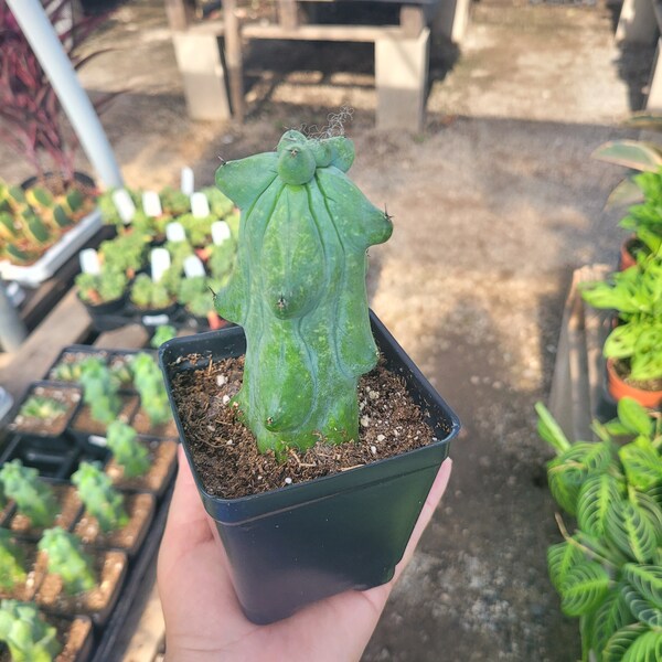 Boobie Cactus - Etsy