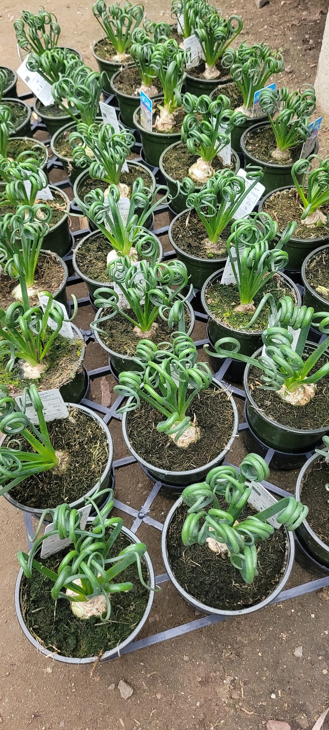 Albuca Spiralis frizzle Sizzle/ Corkscrew Albuca/ Rare Plant/ Plant ...