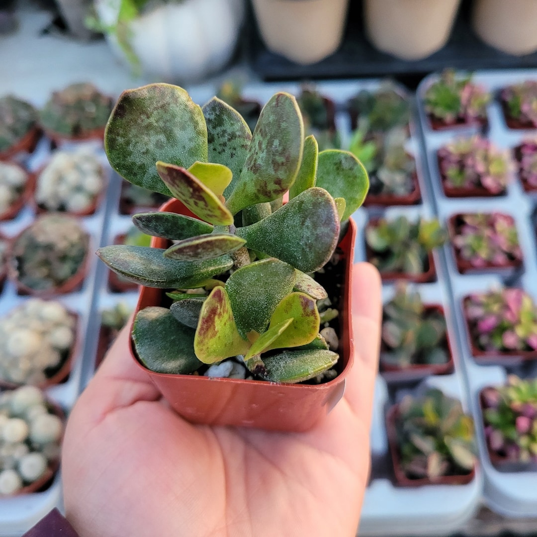 Calico Hearts | Adromischus Triflorus ‘calico Hearts’| 2in Pot | Rare ...