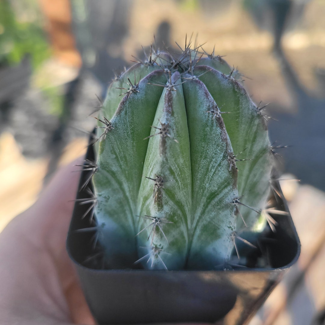 Chichipe Cactus | Polaskia Chichipe Cactus - Etsy