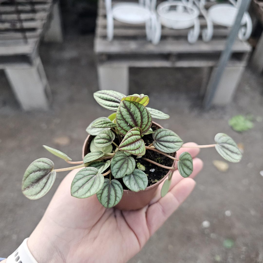Peperomia Piccolo Banda | Peperomia Plant | 2in Pot | 4in Pot | Easy ...