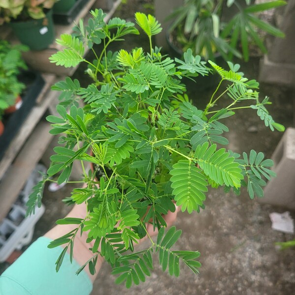 Sensitive Plant - Etsy