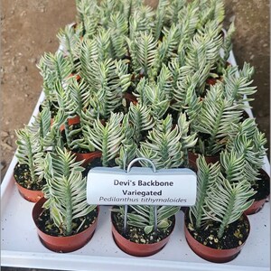 Variegated Devil’s Backbone | Pedilanthus Tithymaloides | 3in Pot ...