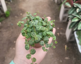 Peperomia Prostrata String of Turtles - Etsy