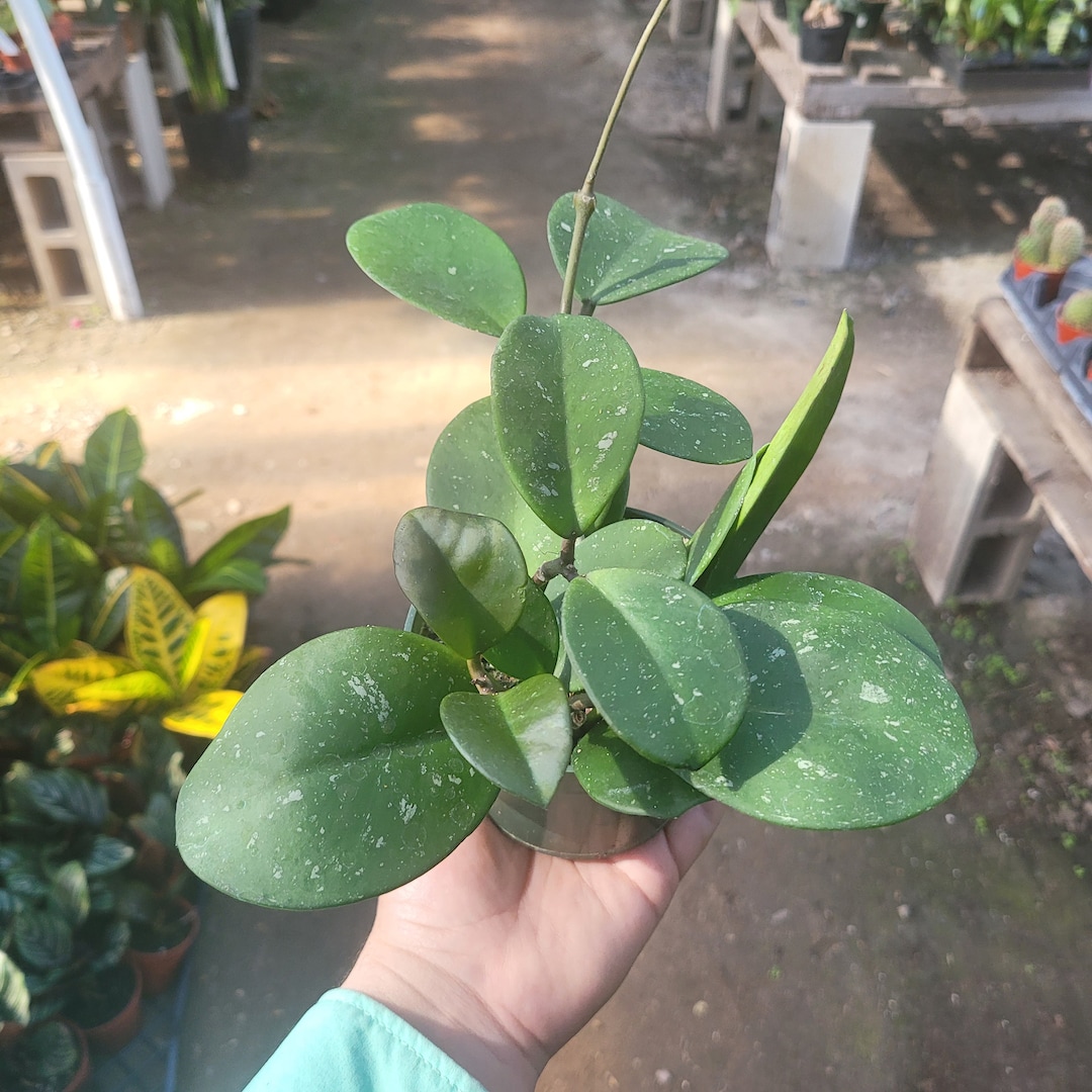 Hoya Obovata Splash 4in Pot Hoya Cuttings - Etsy