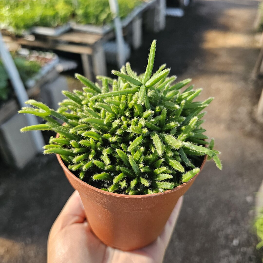 Rhipsalis Prismatica | Rhipsalis Teres F. Prismatica | 2in Pot | 4in ...