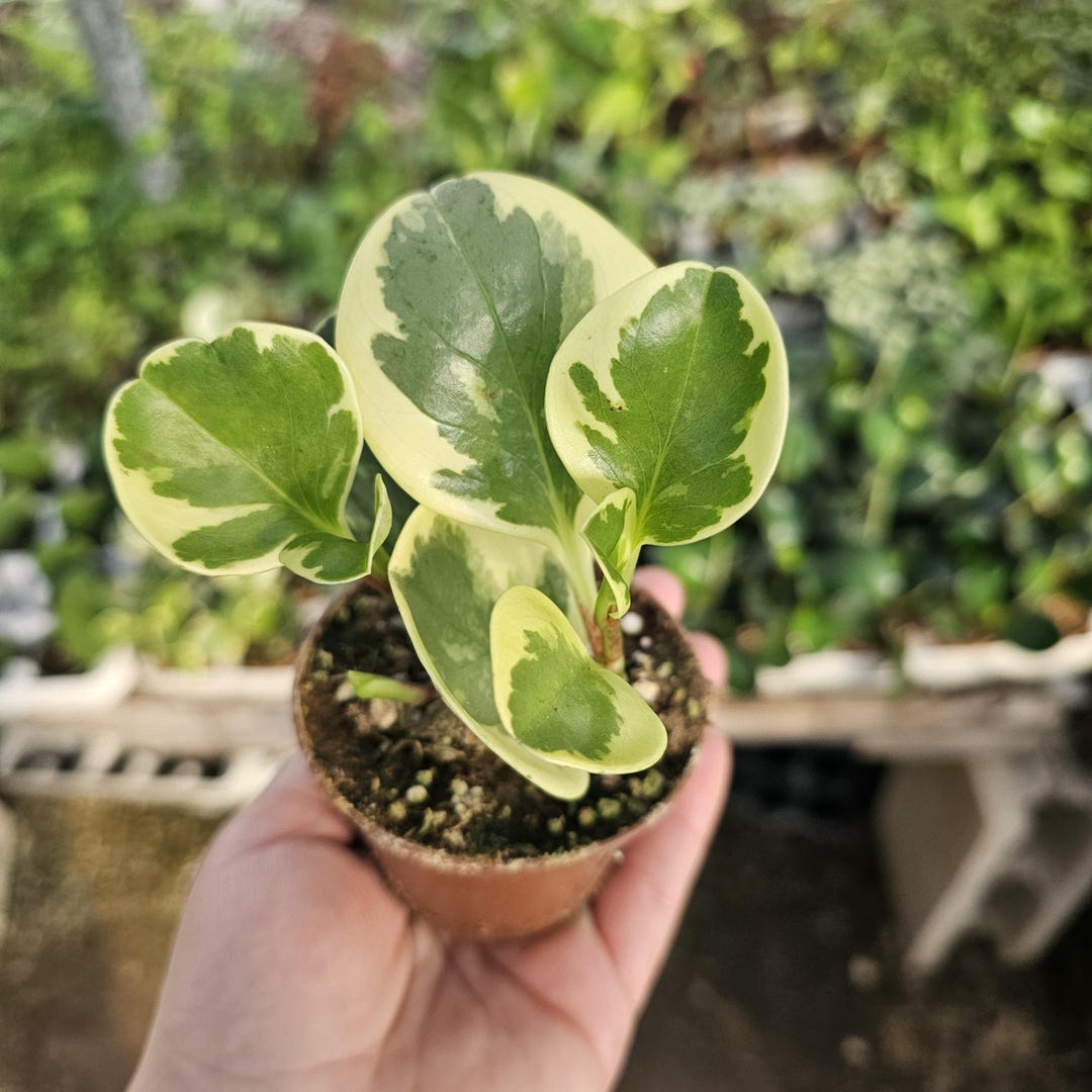 Peperomia Obtusifolia | Peperomia Variegated | Radiator Plant ...