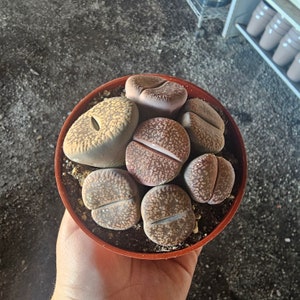 Lithops Large | Assorted Lithops - Etsy