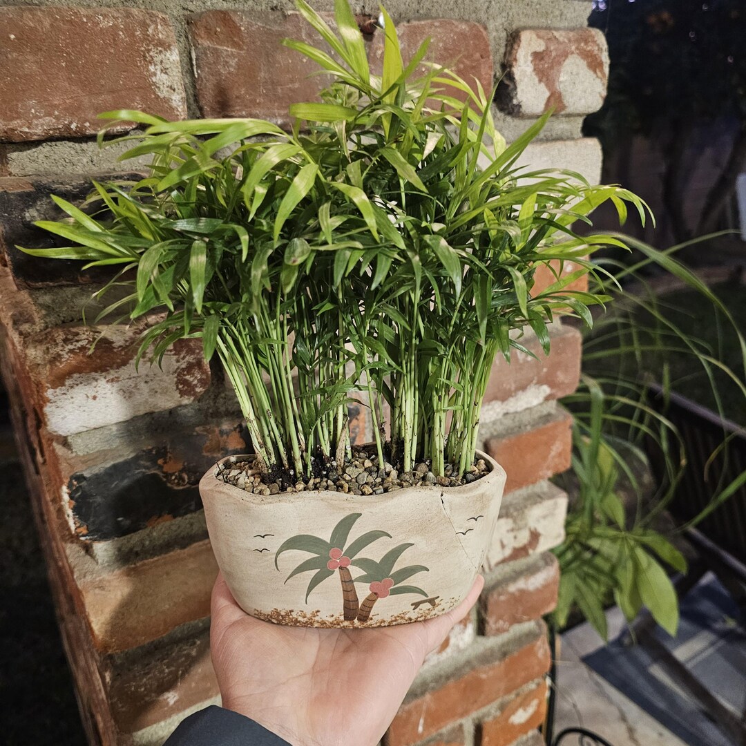 Plant Gift | Potted Plant | Beach Pot | Parlor Palm | Pot With Drainage ...