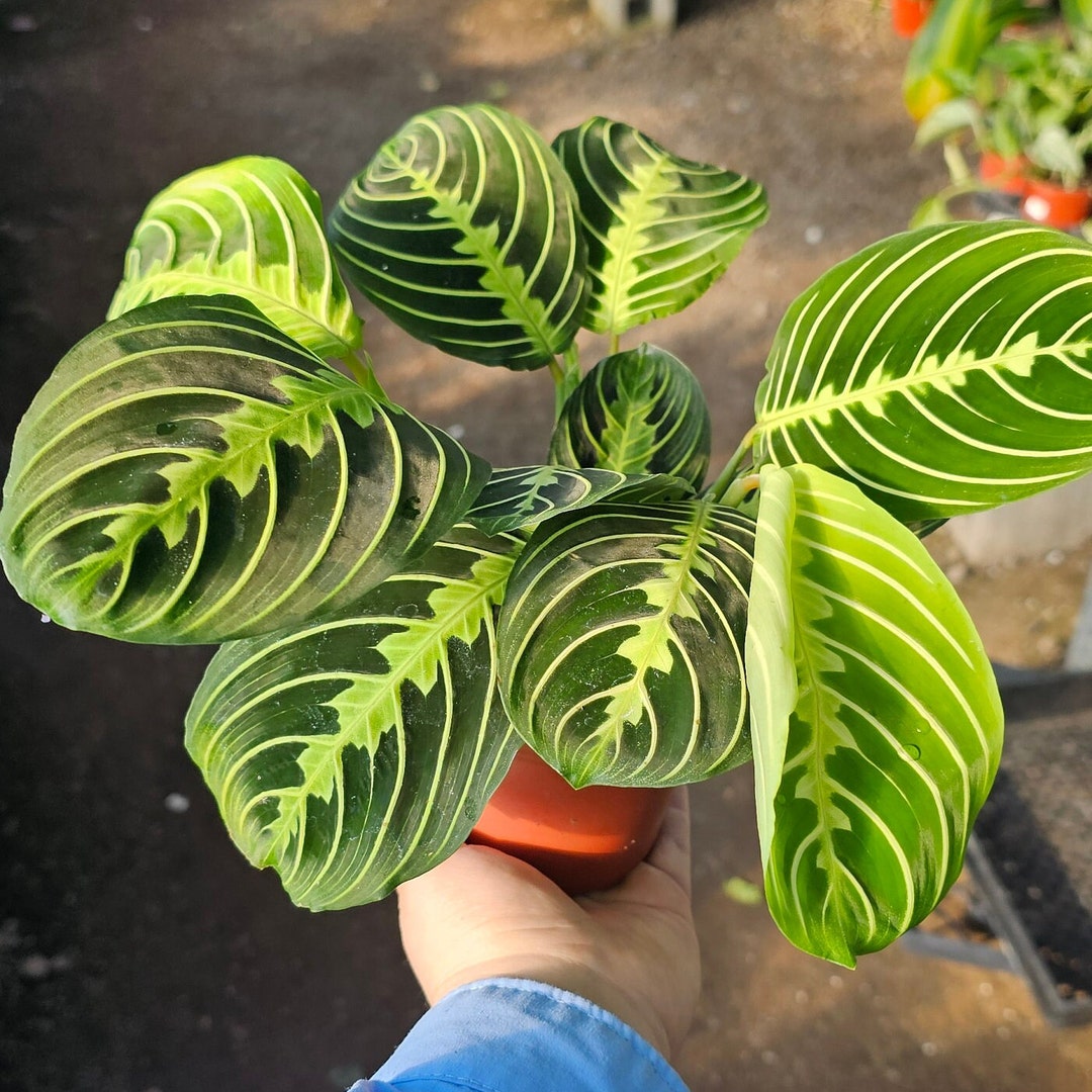 Maranta Lemon Lime | Maranta Leuconeura Lemon Lime | Prayer Plant | 4in ...
