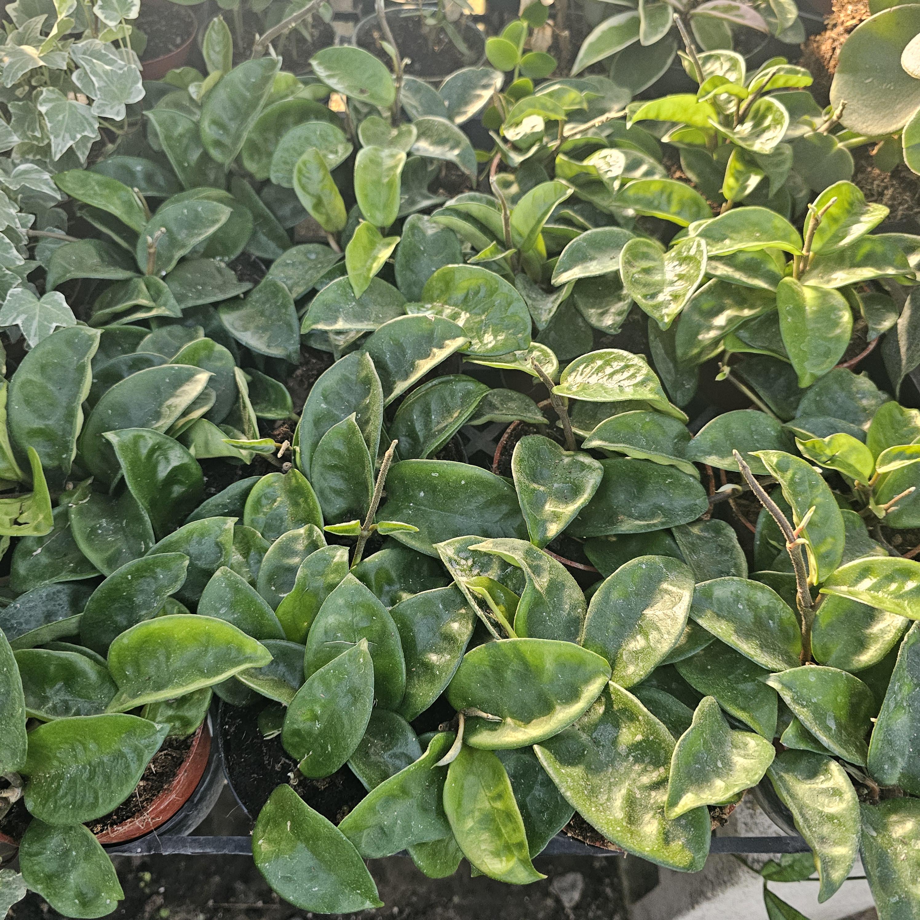 Hoya Krinkle | Ripple Hoya | Crinkle Hoya | Hoya Carnosa | Multiple ...