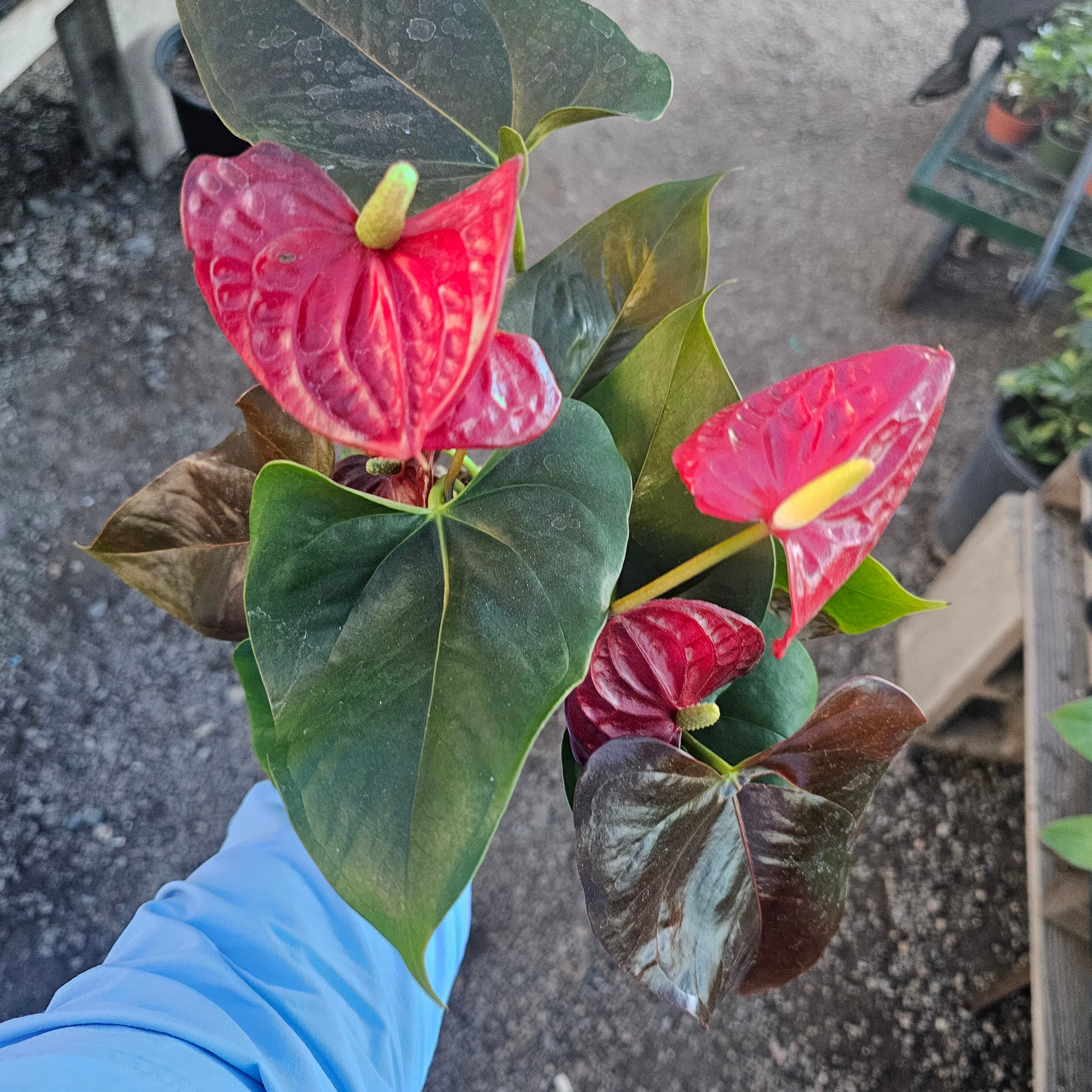 Anthurium 'coral Champion' Red | 4in Pot| Flowering House Plant ...