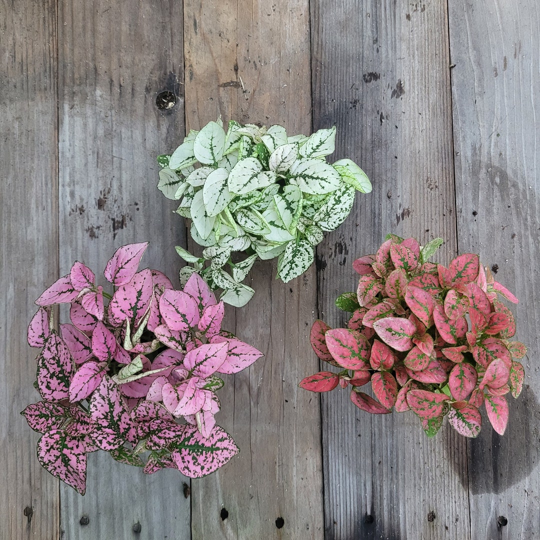 Polka-dot-plant Hypoestes Phyllostachya Combo Mix - Etsy
