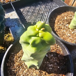 Totem Pole Cactus | Rare Cactus | Rooted Cactus - Etsy