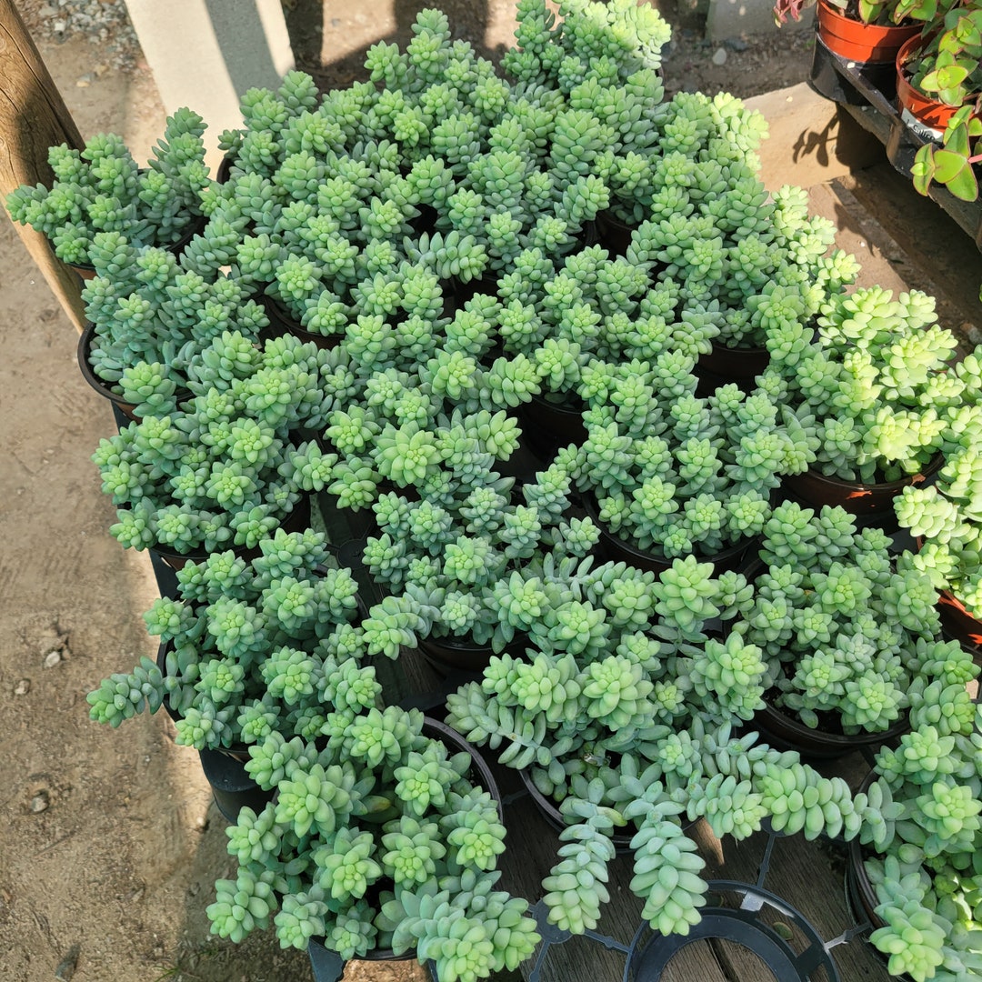 Donkey Tail | Trailing Sedum | 2in Pot | 4in Pot - Etsy