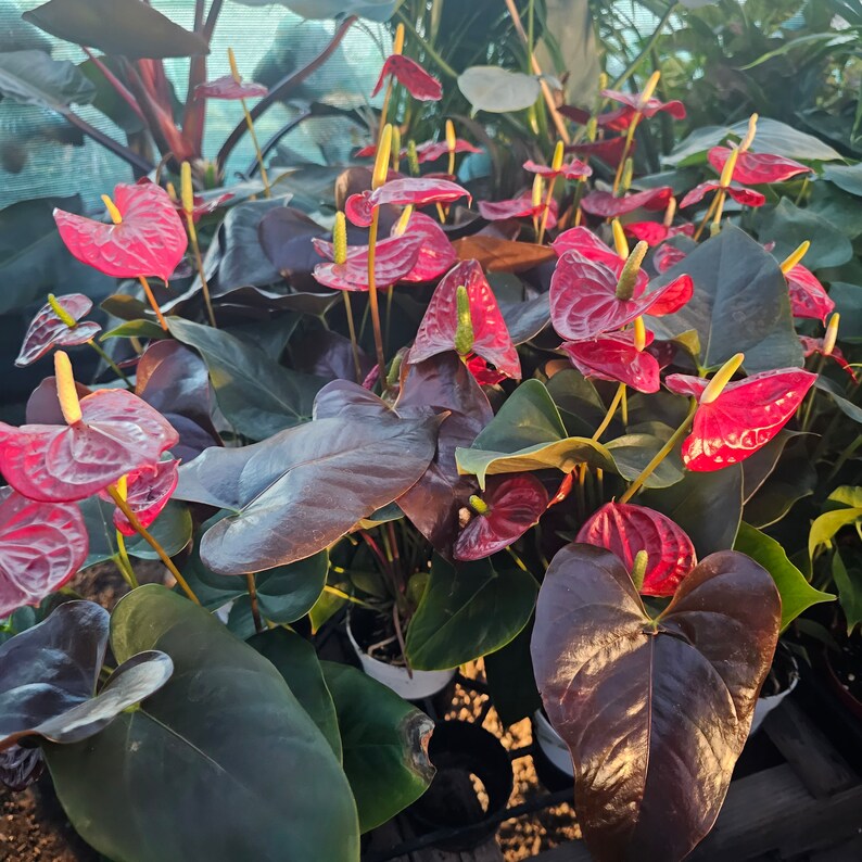Anthurium 'coral Champion' Red | 4in Pot| Flowering House Plant ...