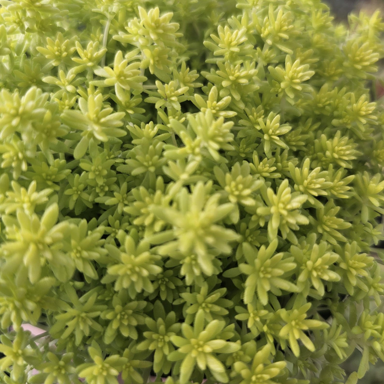 Gold Dust Sedum |gold Moss Sedum | Sedum Japonicum | Toyko Sun | 2in ...