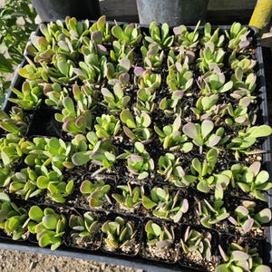 Trailing Jade| Weeping Jade | Trailing Succulent | Trailing Sedum | 2in ...