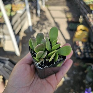 Trailing Jade| Weeping Jade | Trailing Succulent | Trailing Sedum | 2in ...