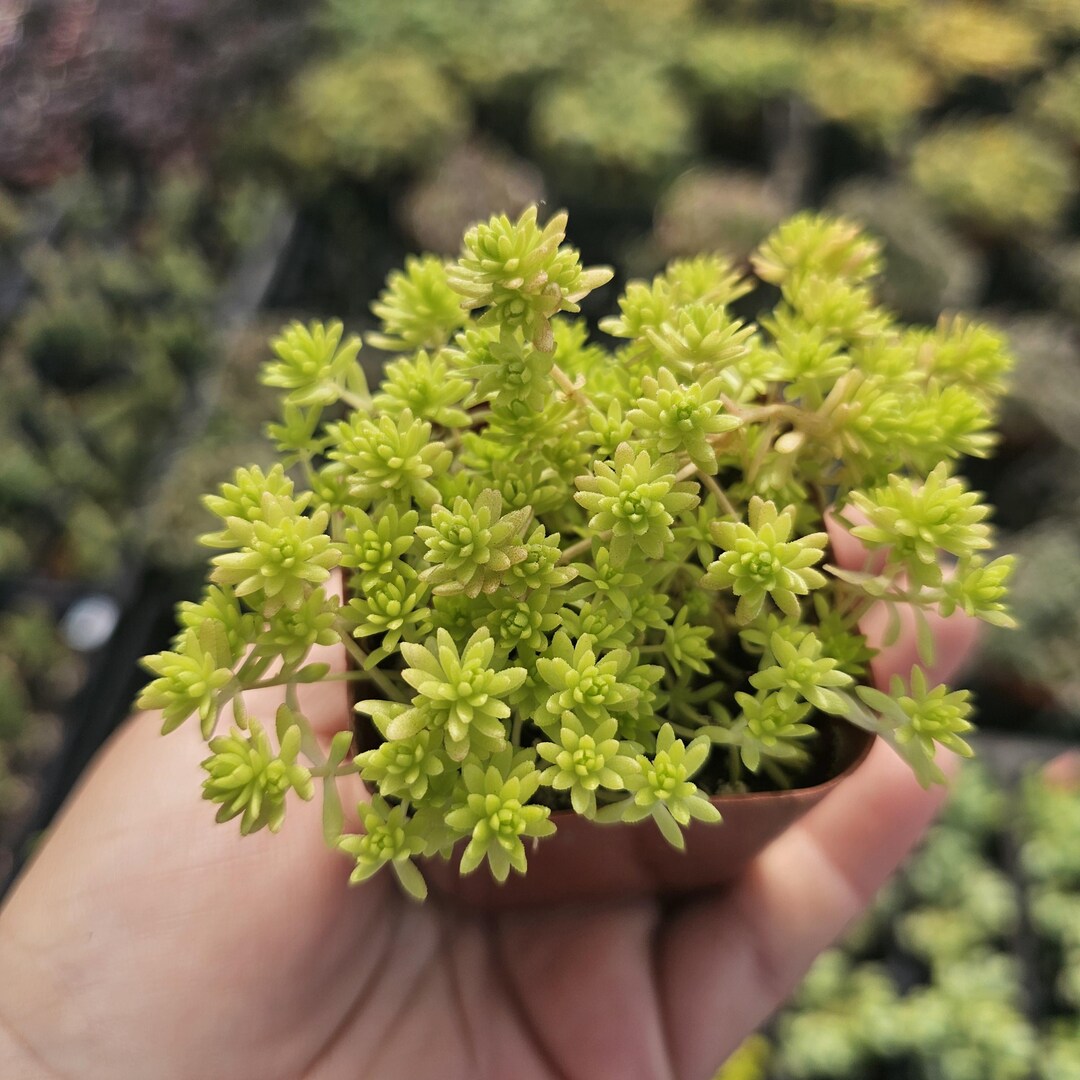 Gold Dust Sedum |gold Moss Sedum | Sedum Japonicum | Toyko Sun | 2in ...