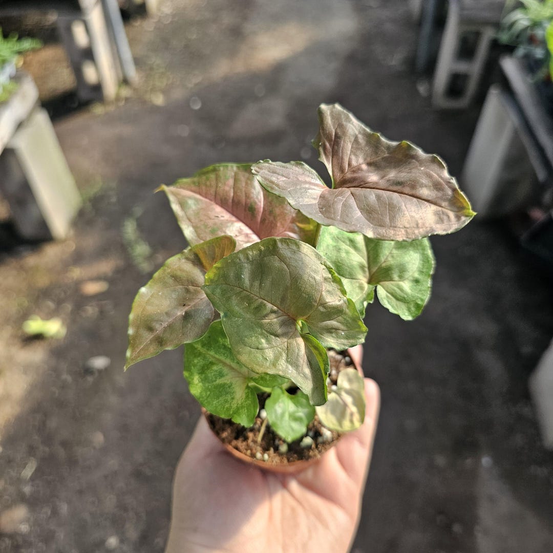 Syngonium Maria Allusion | Arrowhead Vine | 2in Pot | Easy Care ...