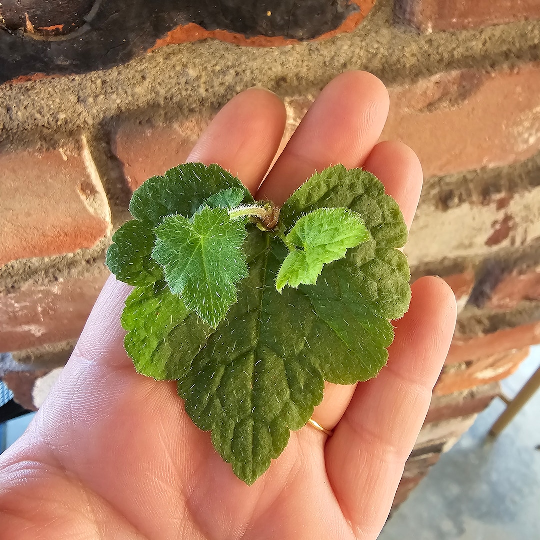 Piggyback Plant | Cuttings | Clippings | Unrooted - Etsy