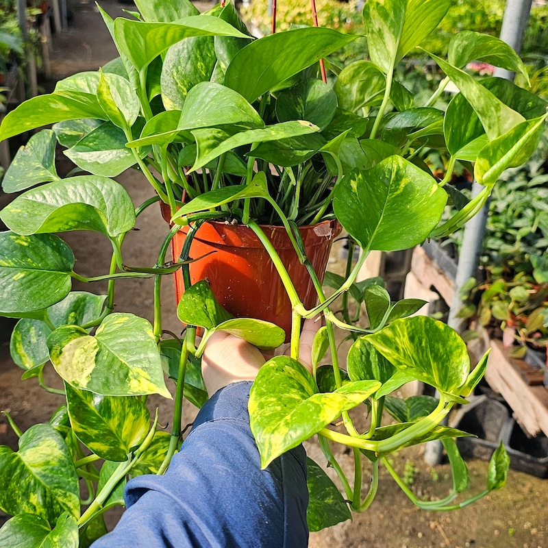Golden Pothos Plant - Etsy