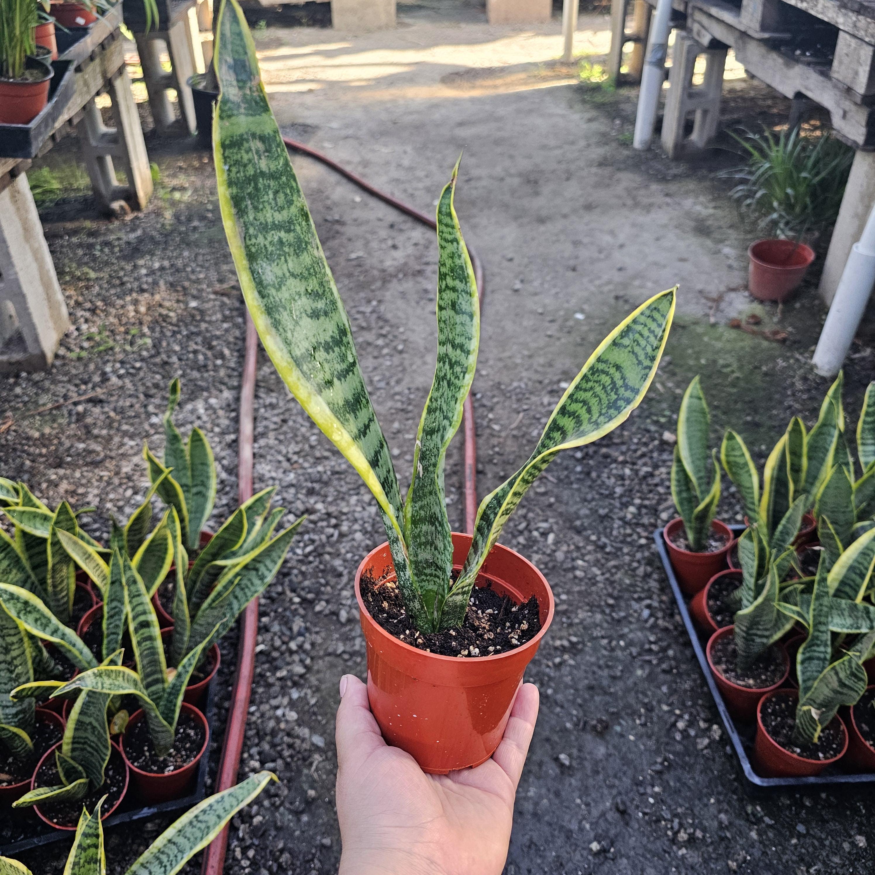 Snake Plant | Sansevieria Yellow Snake Plant | Air Purifying Plant 4in ...
