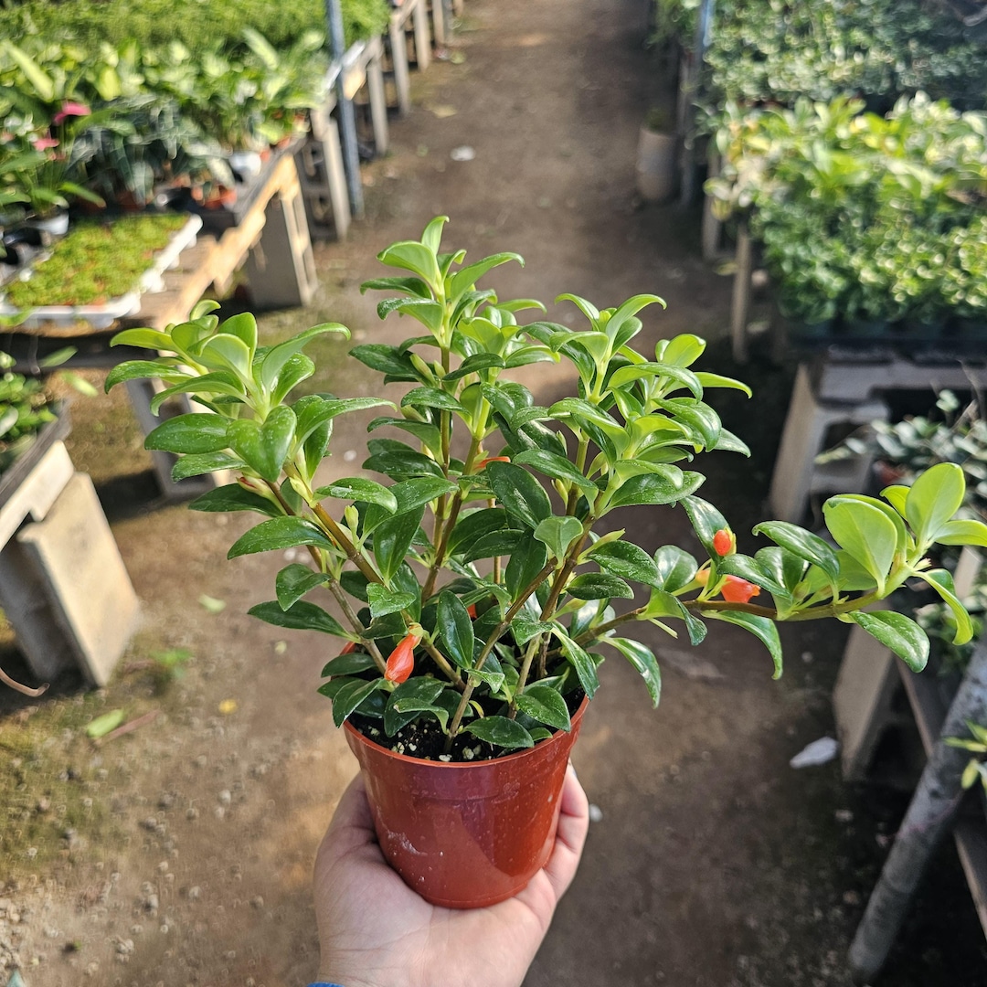 Goldfish Christmas Holly | Goldfish Hybrid Plant | Nematanthus Hybrid ...