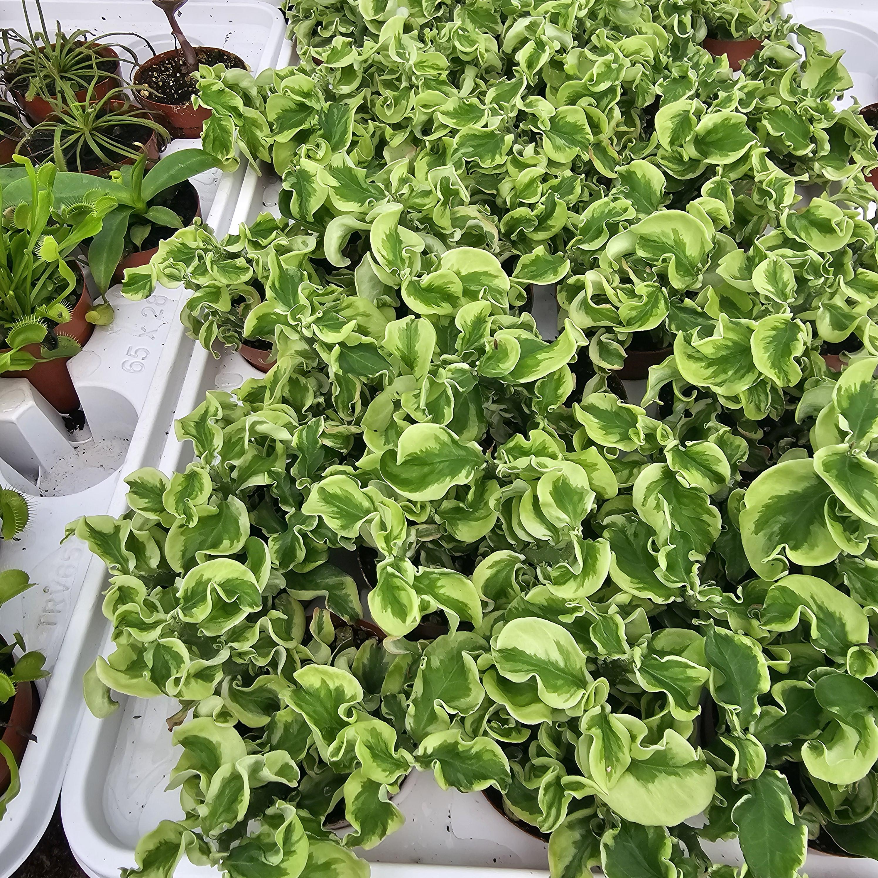 Pedilanthus Curly Devil's Backbone | Devil's Backbone Variegated ...