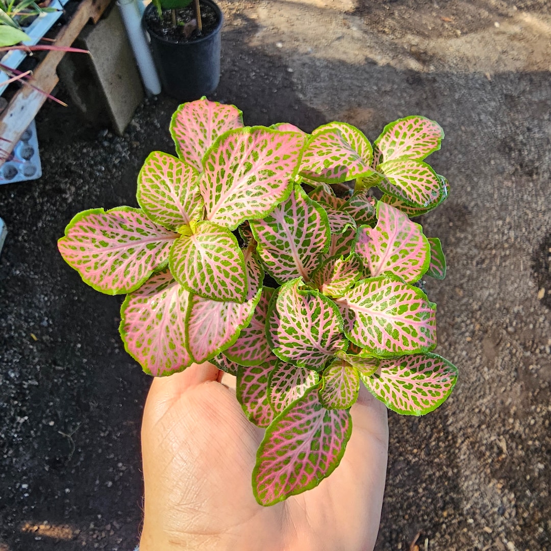 Fittonia Verschaffeltii | Fittonia Ruby Lime | 2in Pot - Etsy