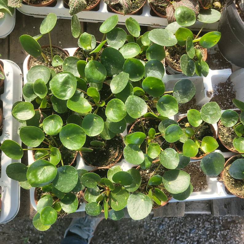 Pilea Peperomioides Chinese Money Plant UFO Plant - Etsy