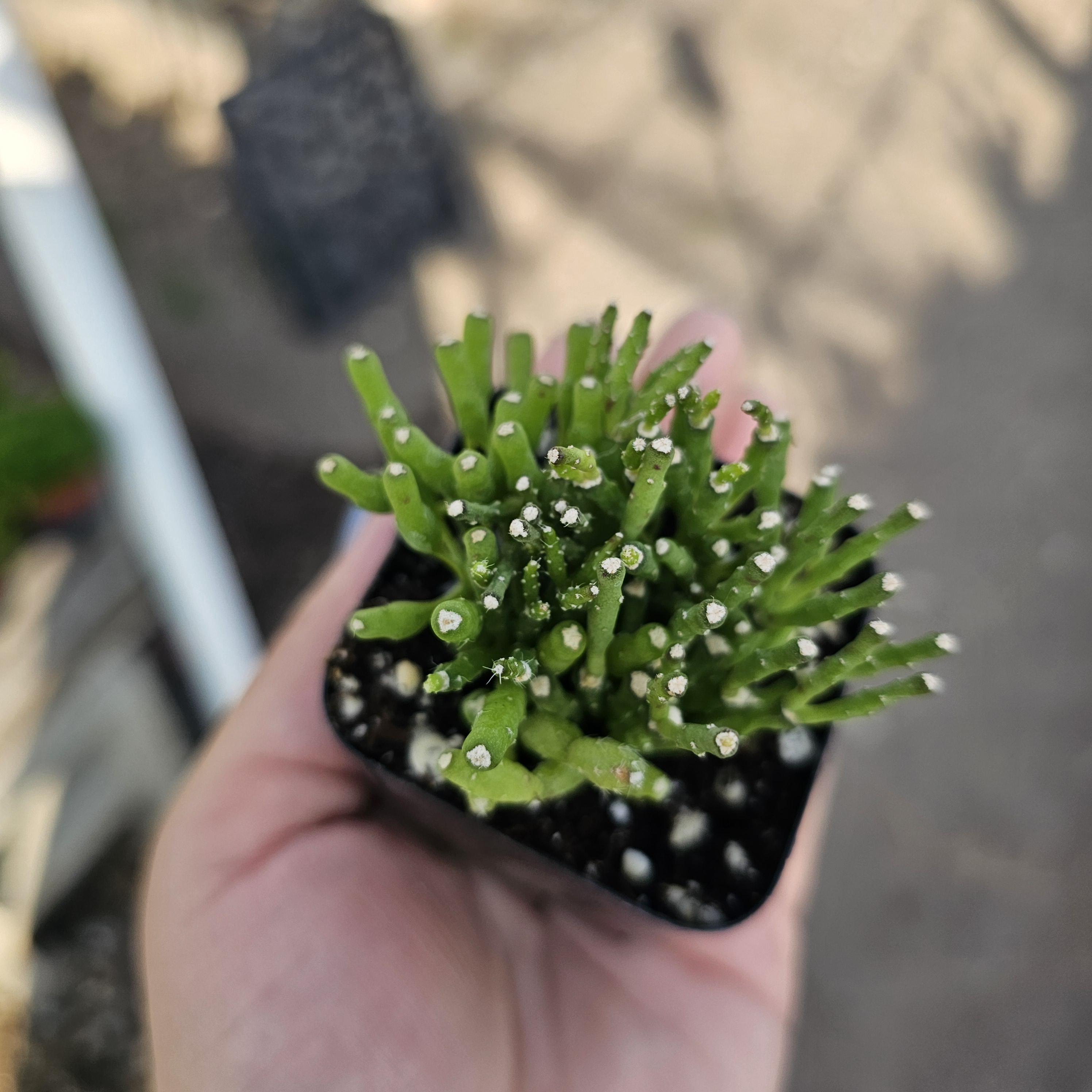 Dancing Bones | Hatiora Salicornioides | 2in Pot - Etsy